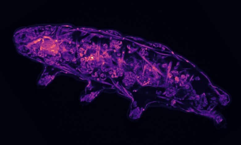 Los Tardígrados Sobreviven A Las Duras Condiciones Y Casi Mueren. Así ...